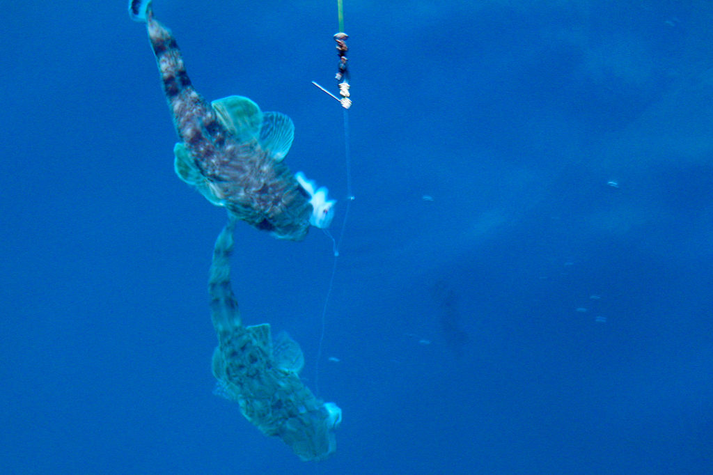 Flathead Fishing Tours - RockJaw Tours